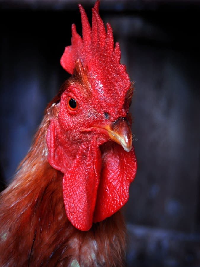 De Haan stock afbeelding. Image of boerenerf, kerkhof - 6219759