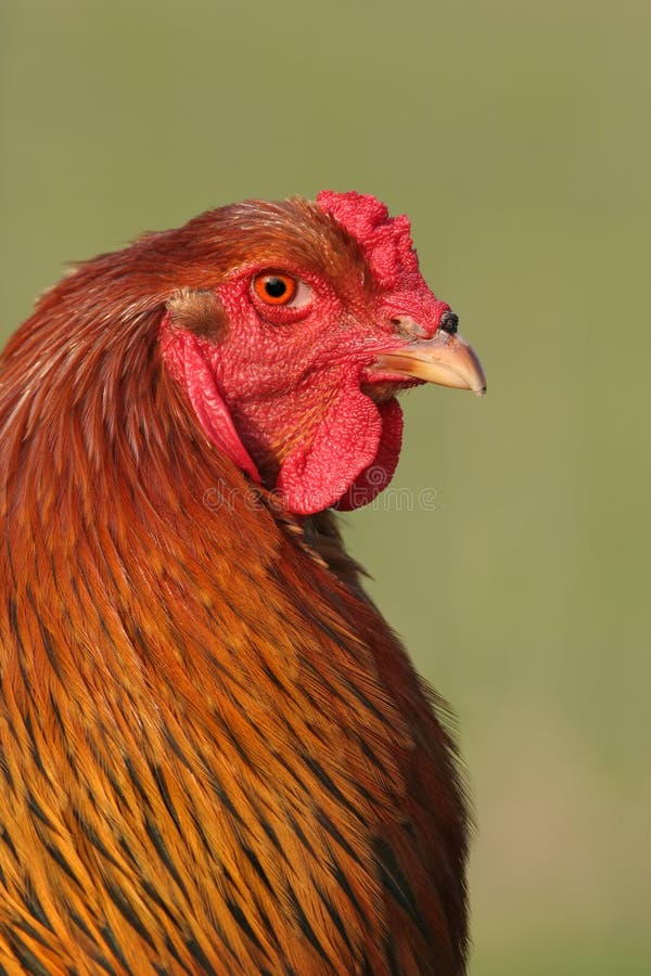 Chinese Jonge haan Brahma stock foto. Image of brahma - 2259338
