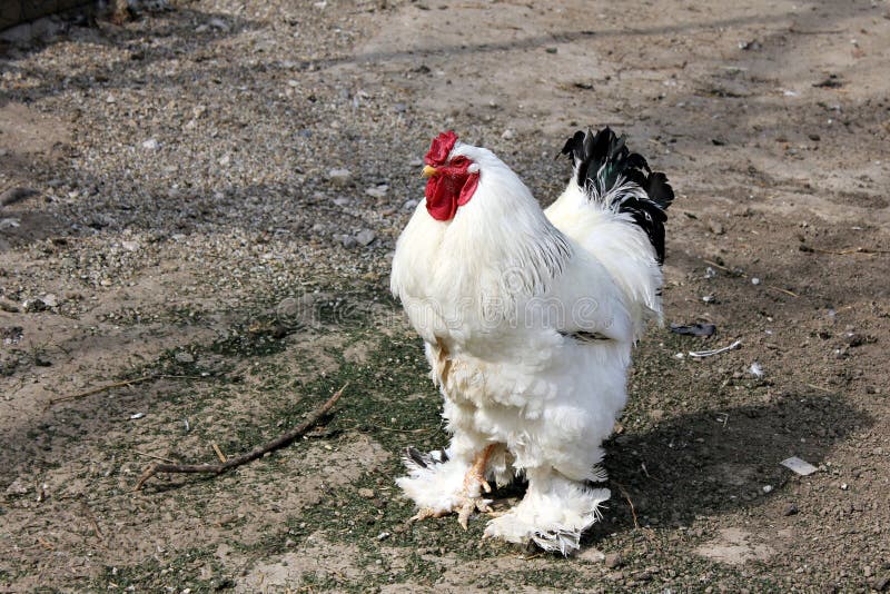 De Haangangen Van Sussex Op Groen Gras Stock Afbeelding - Image of ...