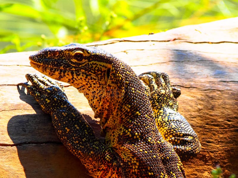 Hagedis Die in De Zon Zonnebaden Koudbloedig Reptiel Huid Stock ...
