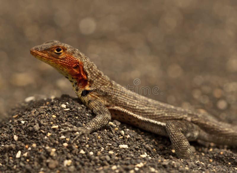 De Hagedis Van De Lava, De Galapagos Stock Foto - Image of dier, eiland ...