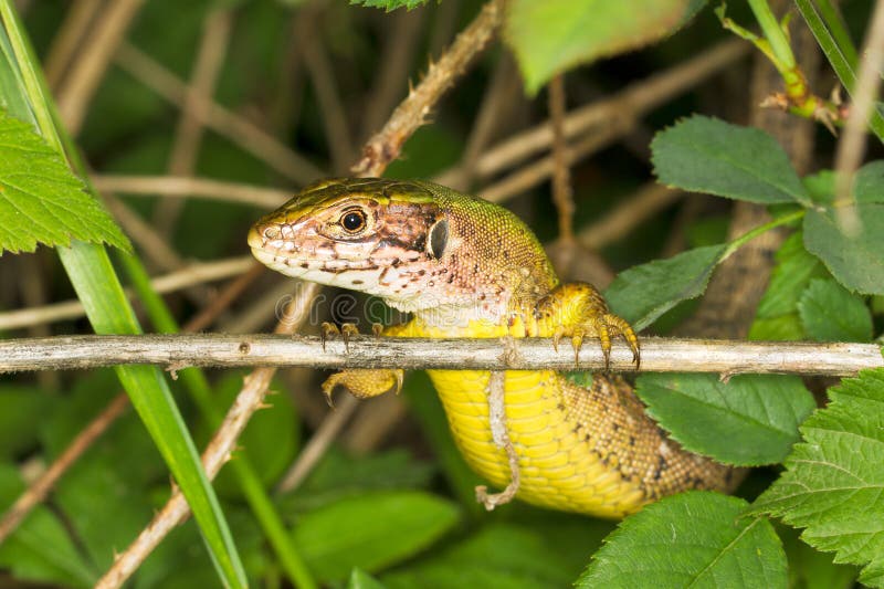 Groene Hagedis/viridis Lacerta Stock Foto - Image of patroon, portret ...