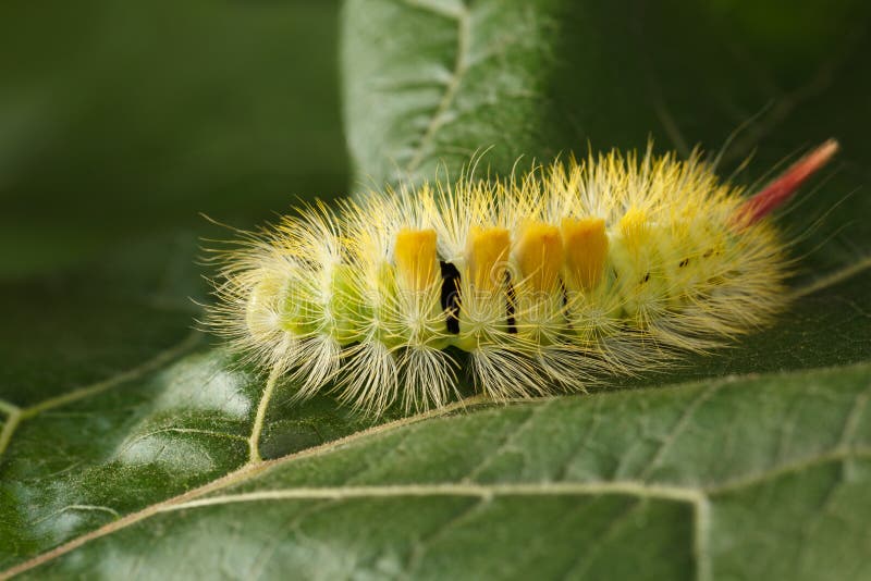 Gele En Groene Harige Rupsband Met Rode Staart Stock Foto - Image of ...