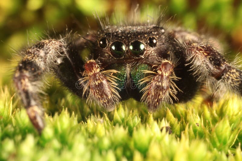 De Harige Spin Met Grote Ogen Sluit Omhoog Stock Afbeelding - Image of ...