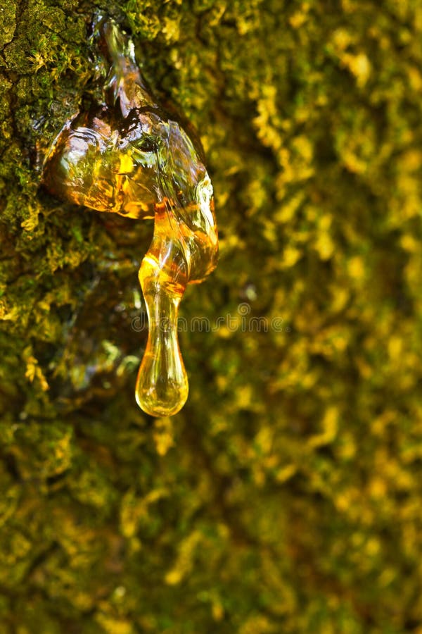 Hars stock foto. Image of sluit, brek, hout, boom, hars - 799838