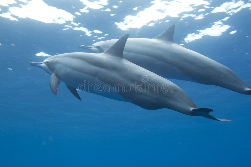 Spinnerdolfijn in Duidelijke, Blauwe Wateren Stock Foto - Image of zijn ...