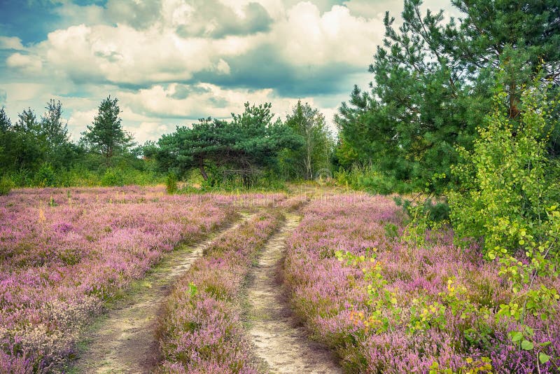 Heidelandschap Met Bomen En Een Kleine Zandweg Stock Afbeelding ...