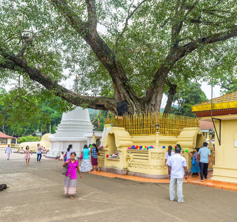 De Bodhi-boom Van Nget Pyaw Taw Paya, Pindaya, Myanmar Stock Foto ...