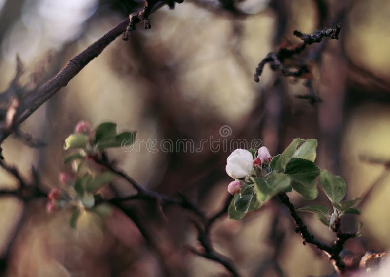 De Helft Van Opgedroogde Apple-tak Met Bloemen Stock Afbeelding - Image ...