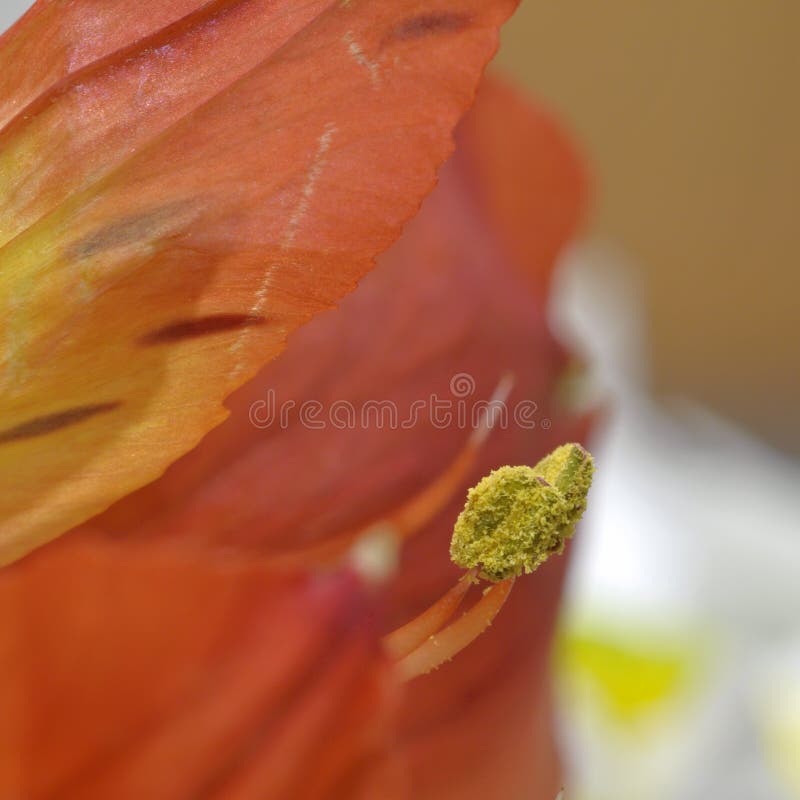 De Helmknoppen Van De Lelie Stock Afbeelding - Image of lelie, bruin ...