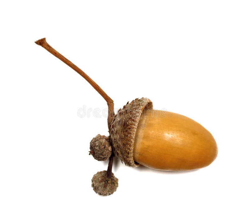 De Herfst Eiken Eikel Op Wit Stock Afbeelding - Image of schaduw ...