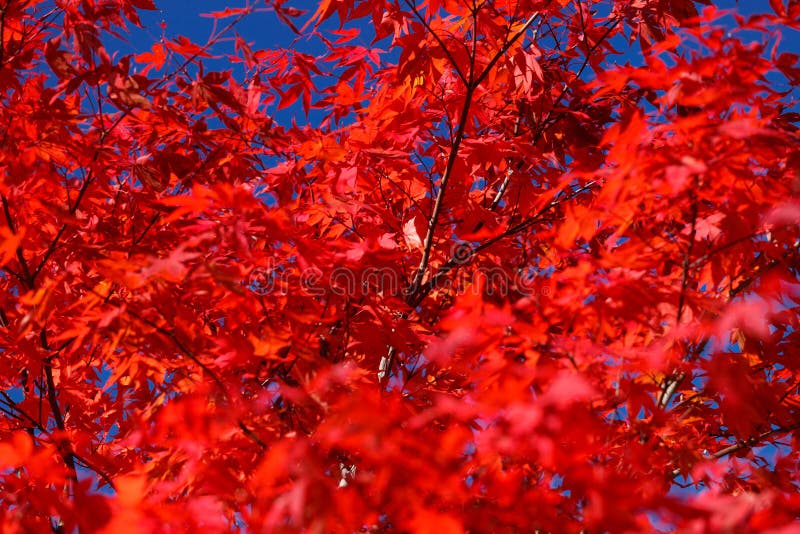 De herfst - Rode Esdoorn stock foto. Image of geel, nave - 16428956