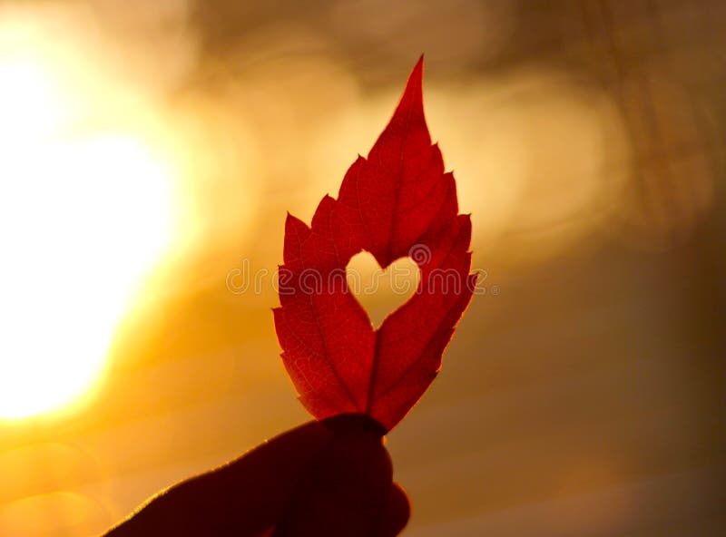 De Herfst Rood Blad Met Gesneden Hart in Een Hand Stock Afbeelding ...