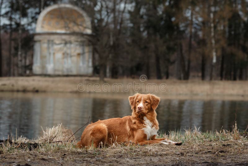 De Herfst, Toller-hond in Het Park Stock Afbeelding - Image of één ...