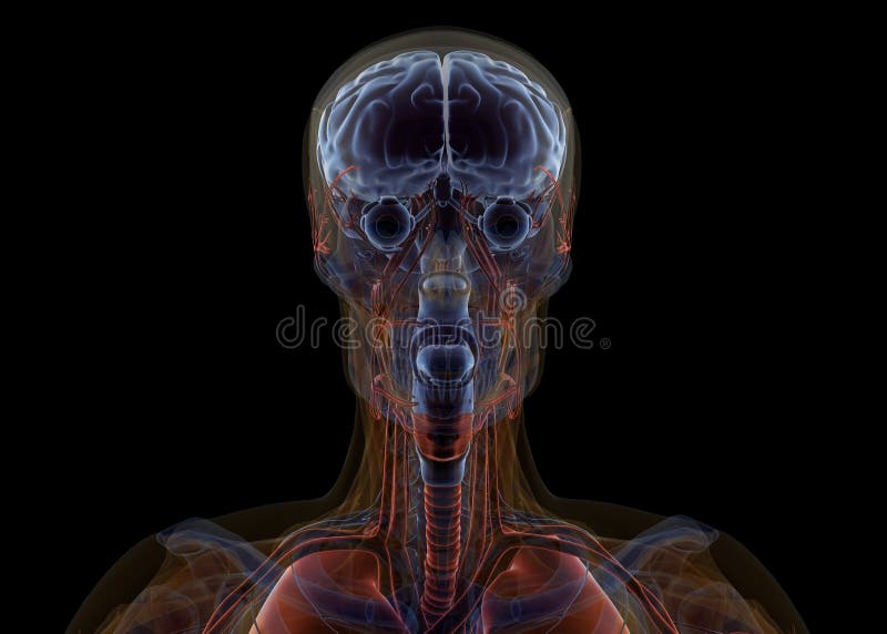 De Hersenen Van De Anatomie Stock Illustratie - Illustration of examen ...