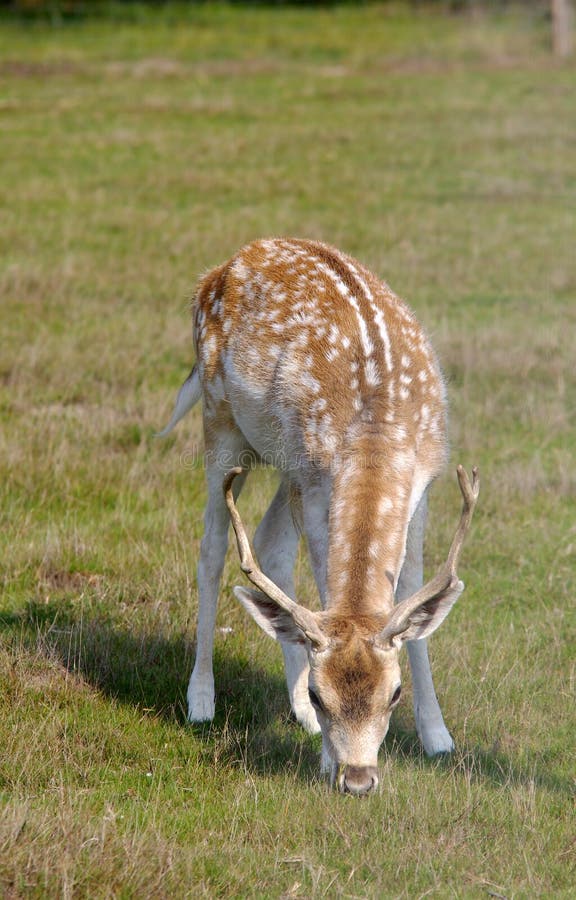 De Herten Die Van De Baby Gras Eten Stock Foto - Image of weide, eten ...