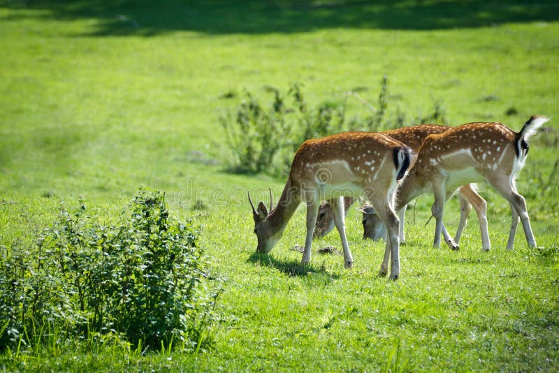 De Herten Die Van De Baby Gras Eten Stock Foto - Image of wild, nave ...
