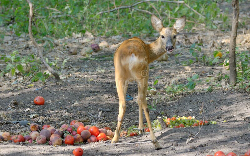 De herten eten bladeren stock afbeelding. Afbeelding bestaande uit ...