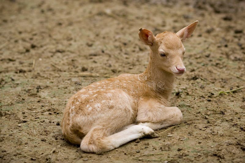 Babyherten in Een Omheining Bij Een Dierentuin Worden Gekooid Die Stock ...