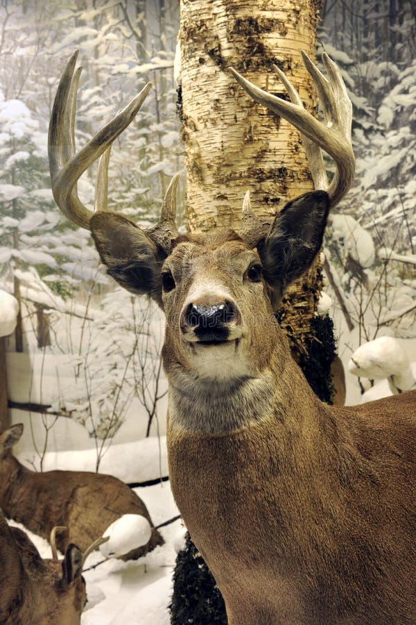 Muilderhert redactionele stock afbeelding. Image of staart - 27448839