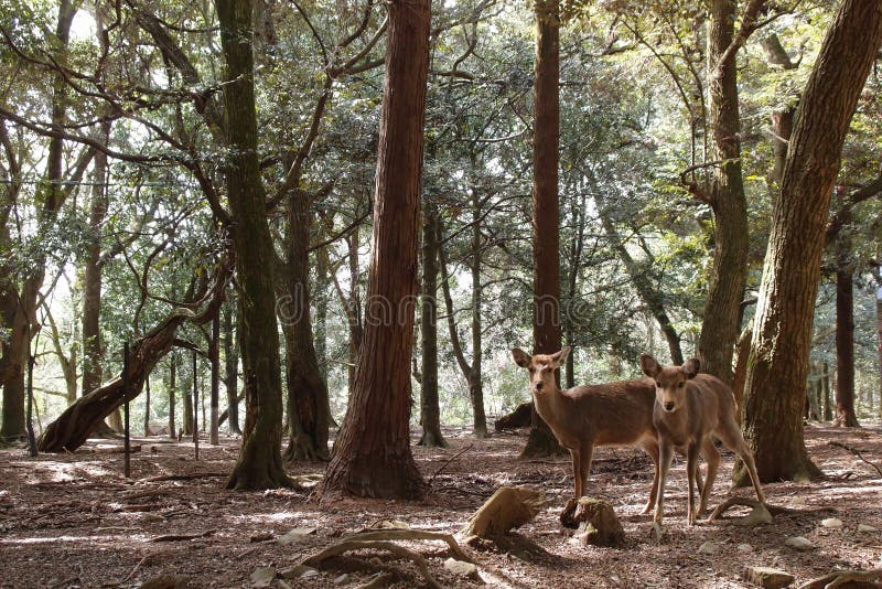 Sikahert stock afbeelding. Image of japans, jacht, dier - 24539981