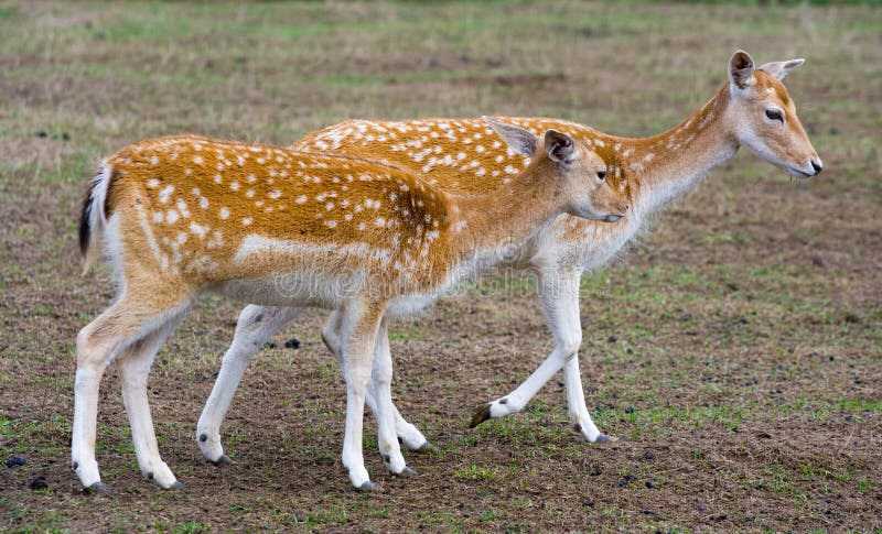 De herten van Sika stock foto. Image of dier, zoogdier - 25136472