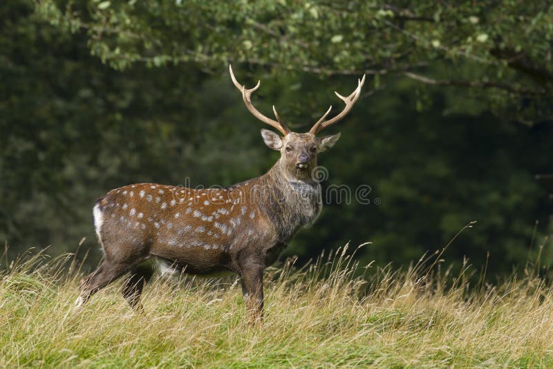 Sika-hert (Cervus nippon) stock foto. Image of majestueus - 26794478