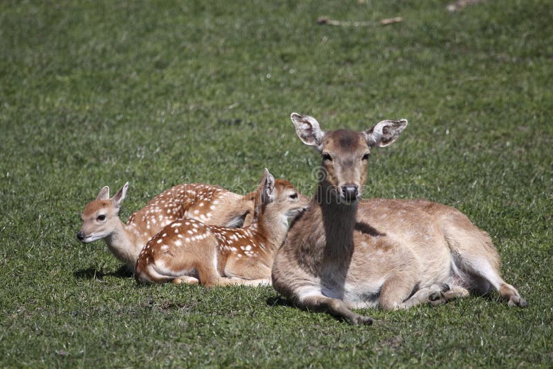 De Herten Van Sika Met Haar Jongeren Stock Foto - Image of gras ...