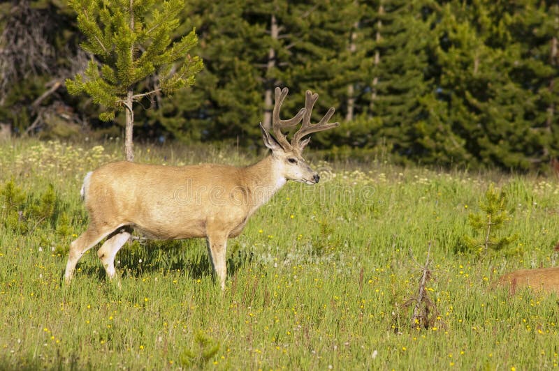 De Hertenbok Van De Muilezel Stock Foto - Image of majestueus, portret ...