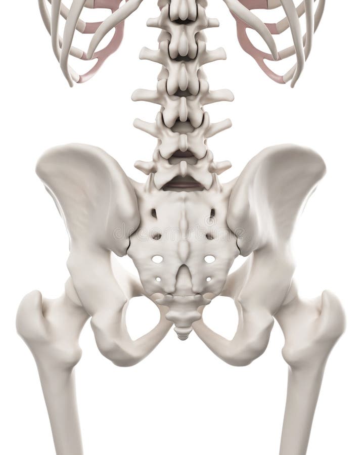 De Heup En De Lagere Stekel Stock Illustratie - Illustration of mens ...
