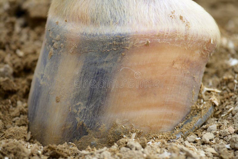 Hoeven van het paard stock foto. Image of paard, hoeven - 10598000
