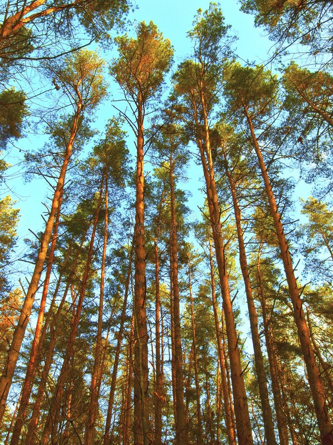 De Hoge Pijnboom-bomen Zijn in Het Bos Stock Afbeelding - Image of ...