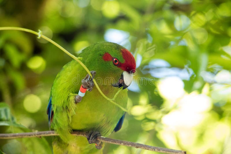 Kakariki Het Groene Parkiet Eten Stock Foto - Image of soort, papegaai ...