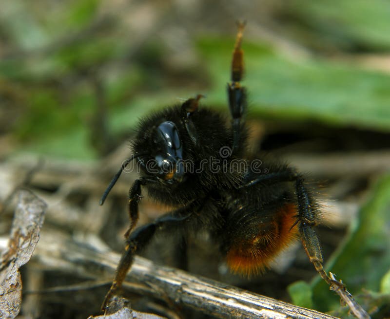 De Hommel in Grappig Stelt Ja, Baby Stock Foto - Image of insect, dier ...