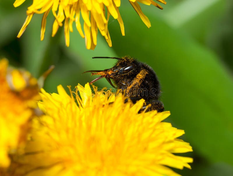 De Hommel Maakt Zijn Steek Schoon Stock Afbeelding - Image of dier ...