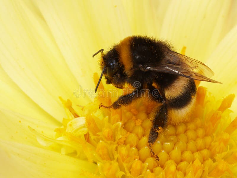 De Hommel Wordt Schoongemaakt Stock Foto - Image of gouden, vrolijk ...