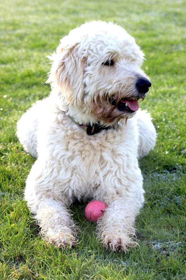 Labradoodle hond stock foto. Image of groen, enkelvoudig - 22512046