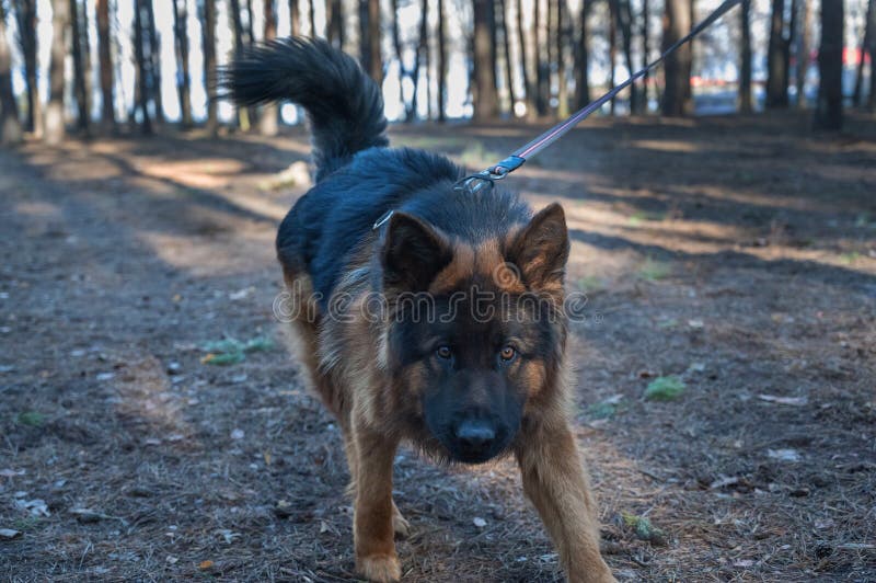De Hond is Gebonden Aan Een Boom in Het Bos. De Mannelijke Duitse ... De Hond is Gebonden Aan Een Boom in Het Bos. De Mannelijke Duitse ...