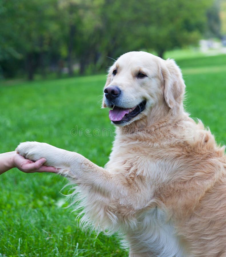 De hond geeft een poot stock afbeelding. Image of persoon - 46081965