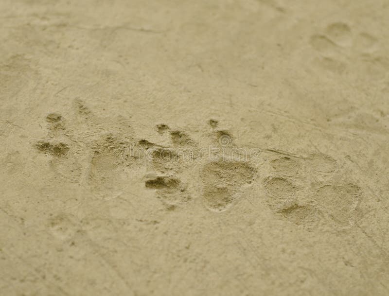 De voetafdruk van de vos stock foto. Image of zoölogie - 30230434