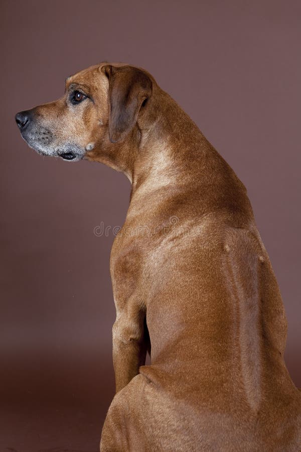 De Hond Van De Hond Van Ridgeback Van Rhodesian Stock Afbeelding ...