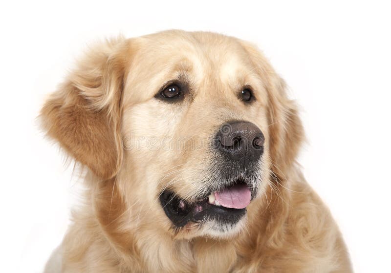 De hond van de labrador stock afbeelding. Image of zuiver - 26407437