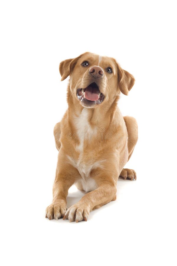 De hond van de labrador stock foto. Image of goud, open - 7038726