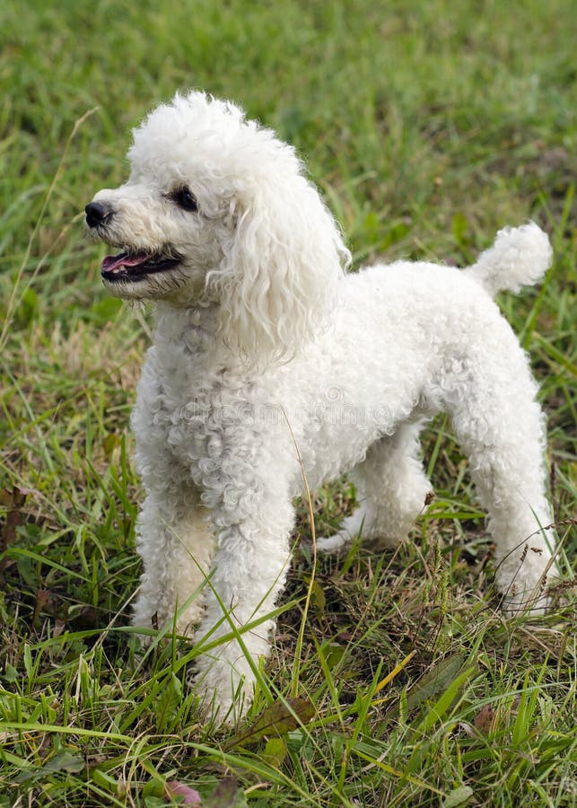 De hond van de poedel stock afbeelding. Image of zuiver - 26783983