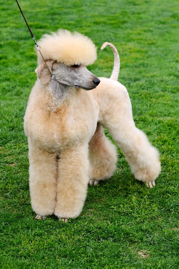 De Standaard Hond Van De Poedel Met Vlinderdas Stock Afbeelding - Image ...