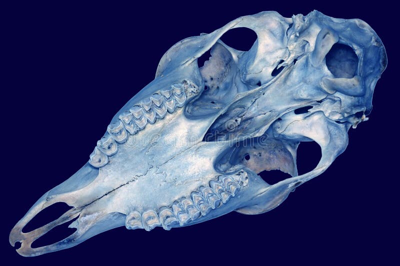 De hond van de schedel stock foto. Image of tand, schedel - 23059554
