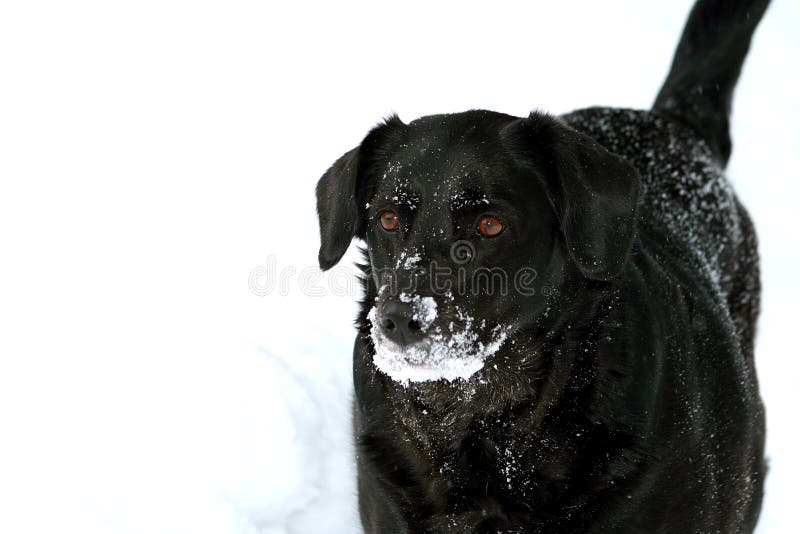 Een eekhoorn in de sneeuw stock foto. Image of sneeuwval - 2097596