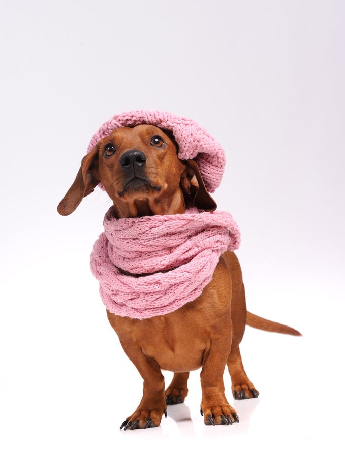 De Hond Van De Tekkel Gekleed in Hoed En Sjaal Stock Foto - Image of ...