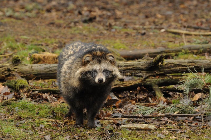 Wasbeerhond (Nyctereutes Procyonoides) Stock Afbeelding - Image of ...