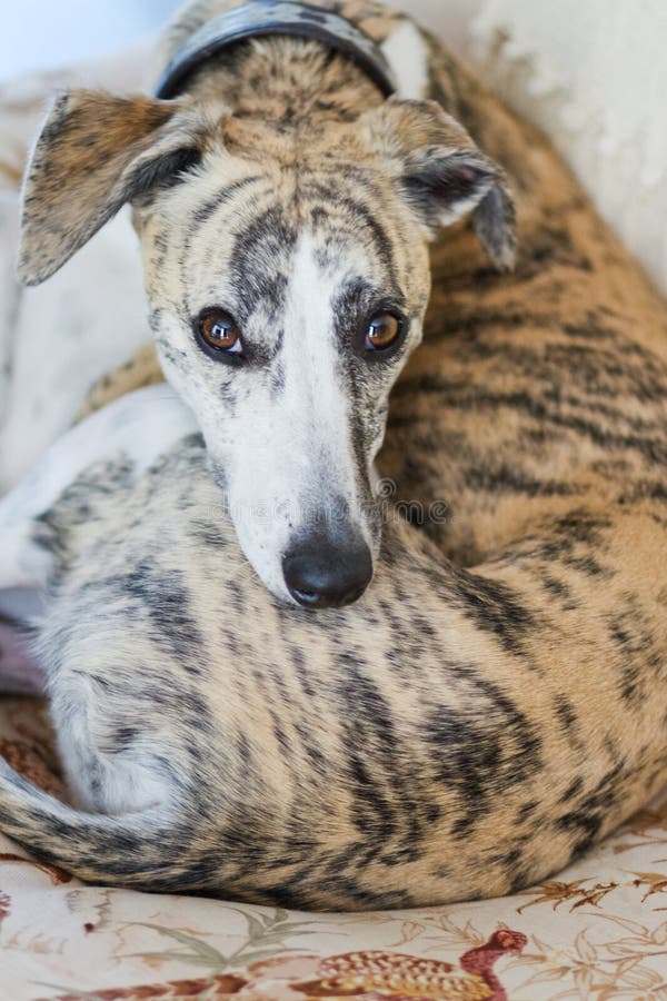 Mooie Getijgerde En Witte Whippet Stock Afbeelding - Image of hond ...